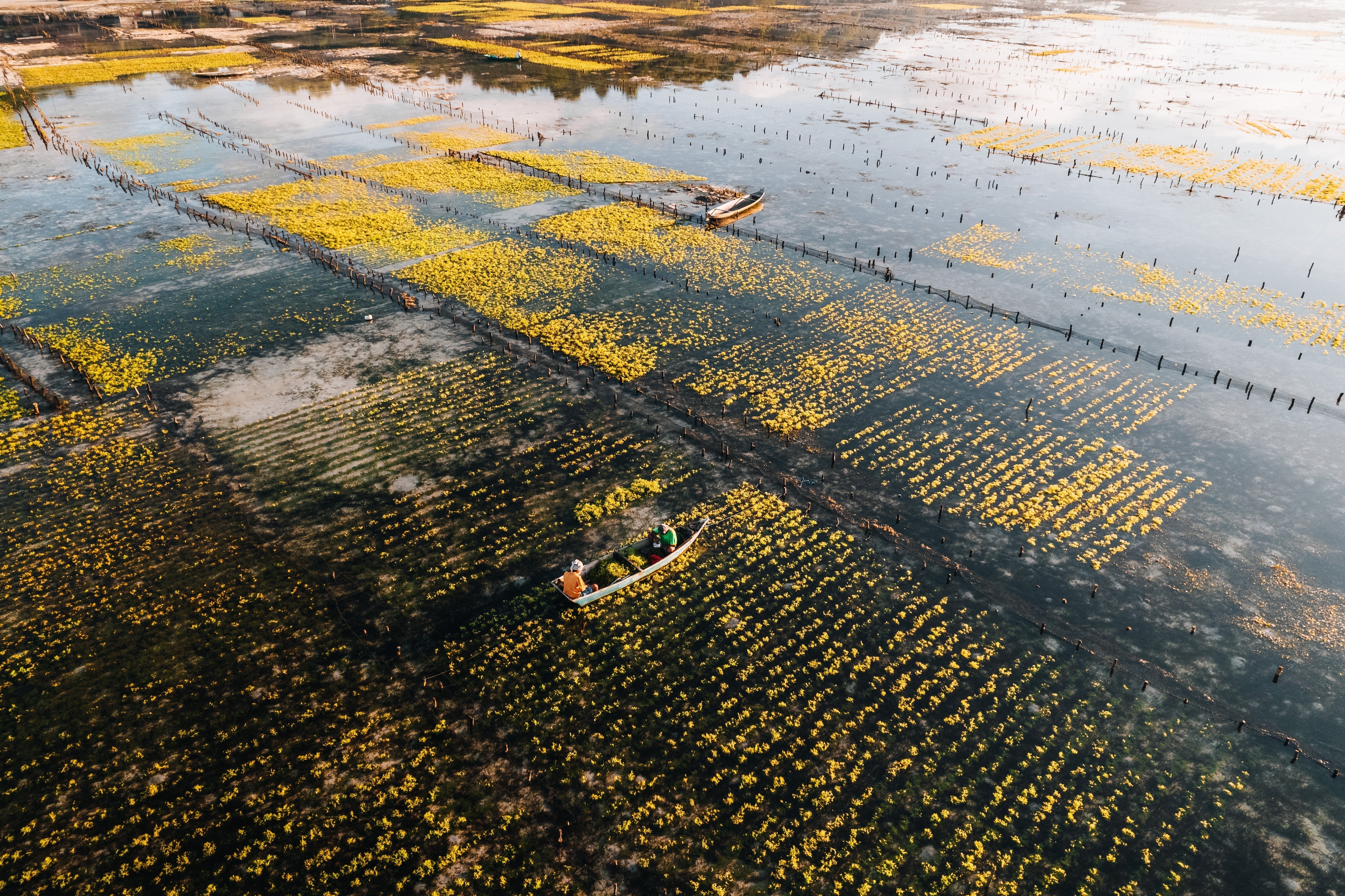 Regenerative Ocean Farming: A New Model for Sustainable Food Productio ...